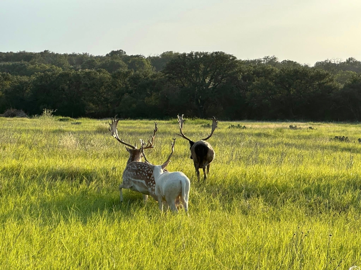 Fallow Deer Breeder in Texas | Trophy Fallow Breeder Bucks & AI